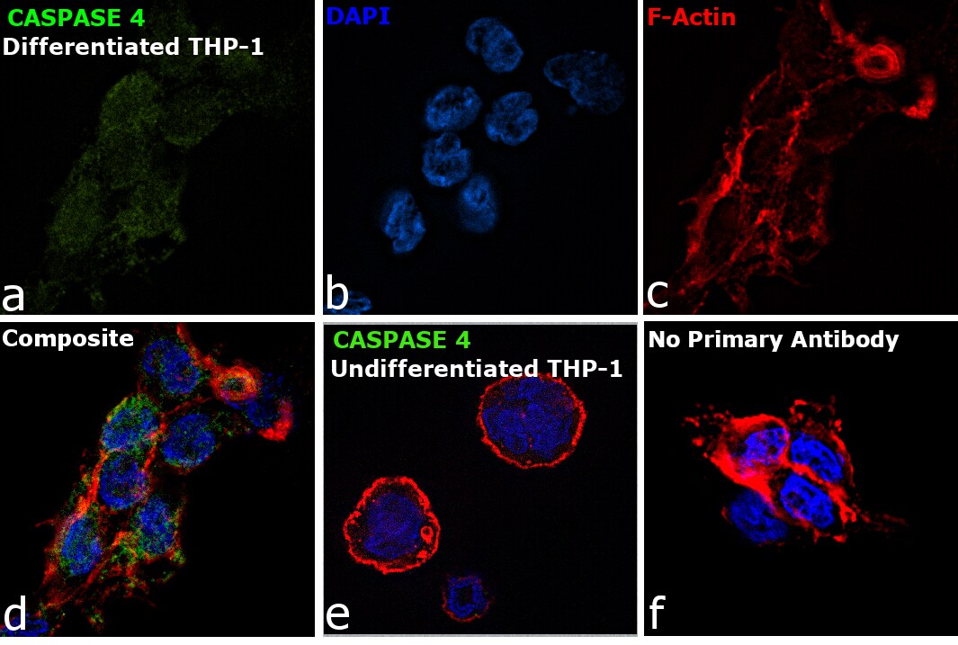 Caspase 4 Antibody (MA5-26748)