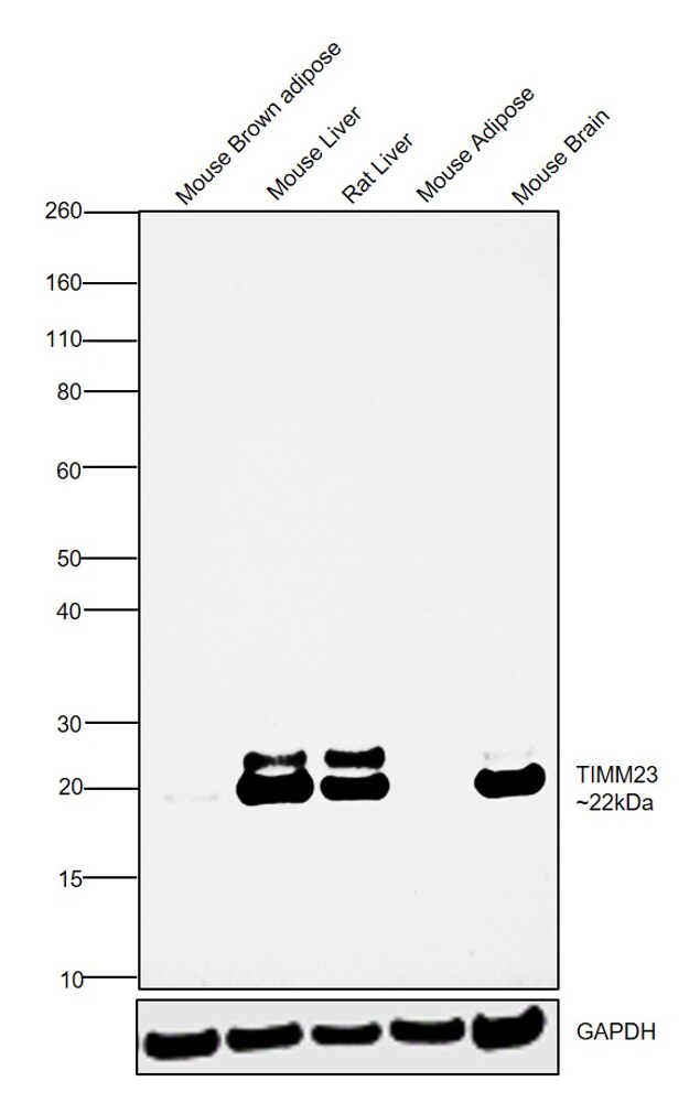 TIMM23 Antibody (MA5-27384)