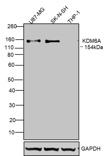 KDM6A Antibody (MA5-27791)