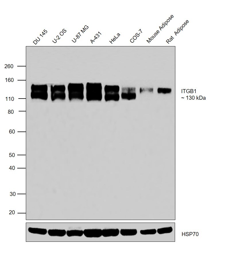 Integrin beta 1 (CD29) Antibody (MA5-27900)