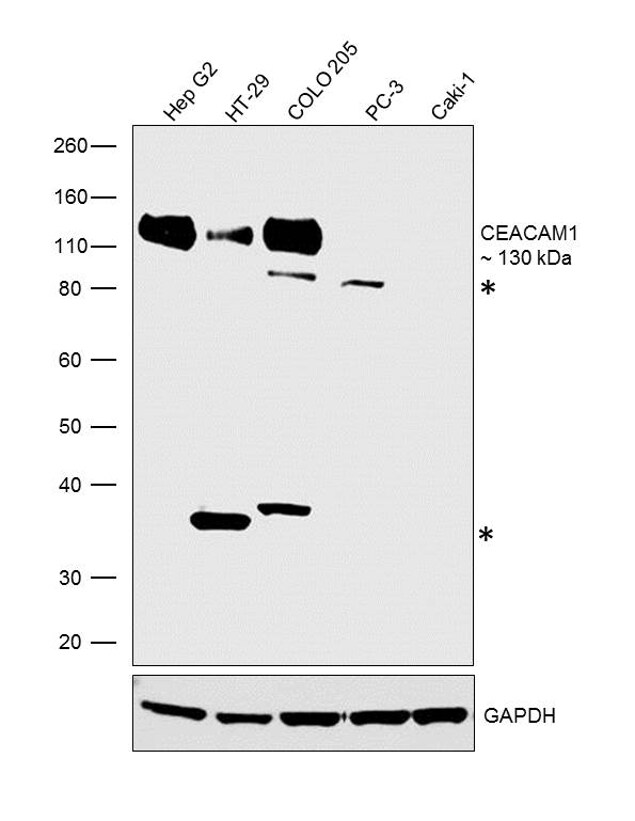CEACAM1 Antibody (MA5-29142)