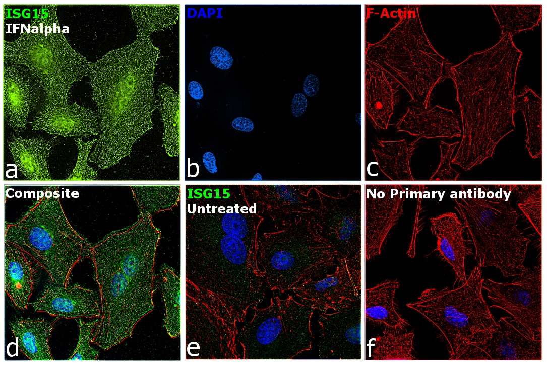 ISG15 Antibody (MA5-29371)