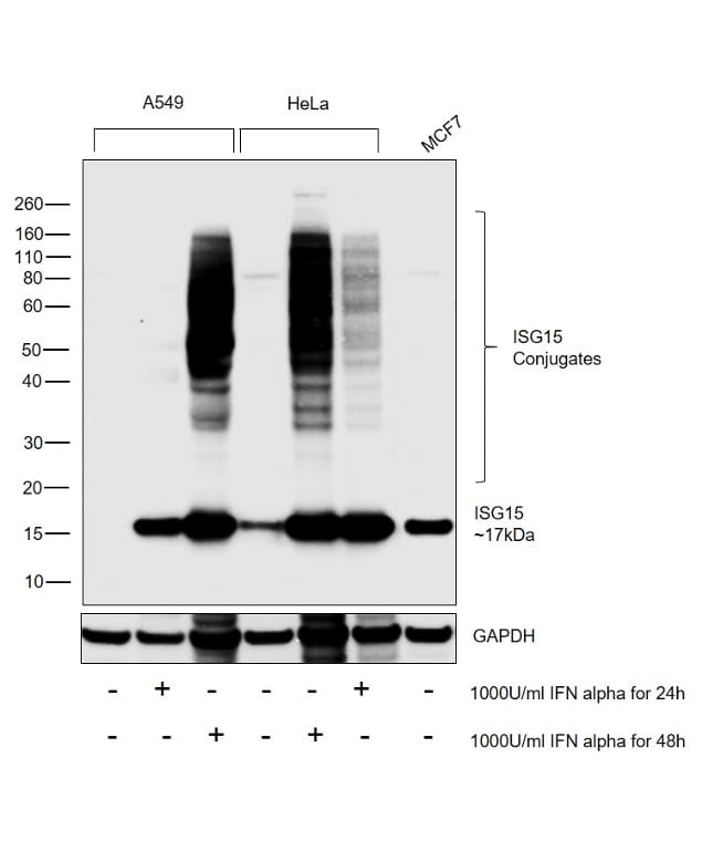 ISG15 Antibody (MA5-29371)