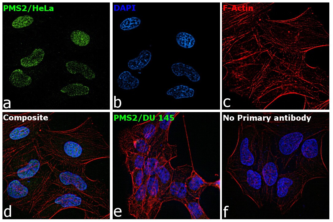 PMS2 Antibody (MA5-32044)