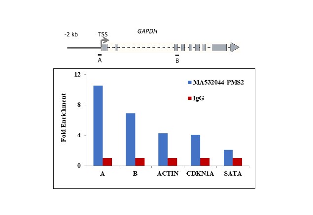 PMS2 Antibody (MA5-32044)