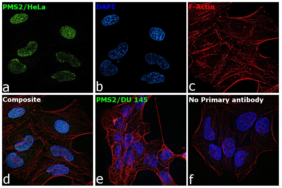 PMS2 Antibody (MA5-32044)
