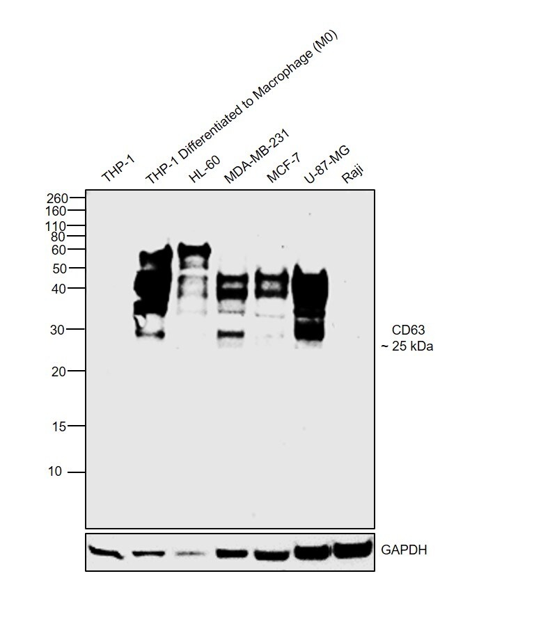 CD63 Antibody (MA5-32085)
