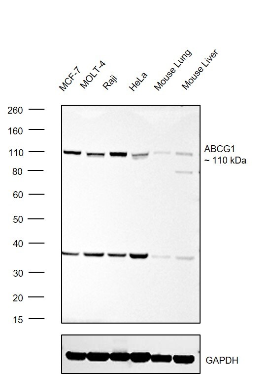 ABCG1 Antibody (MA5-32110)