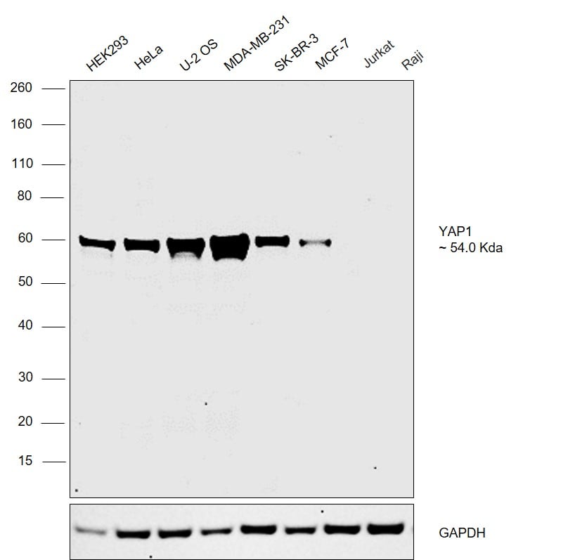YAP1 Antibody (MA5-32117)