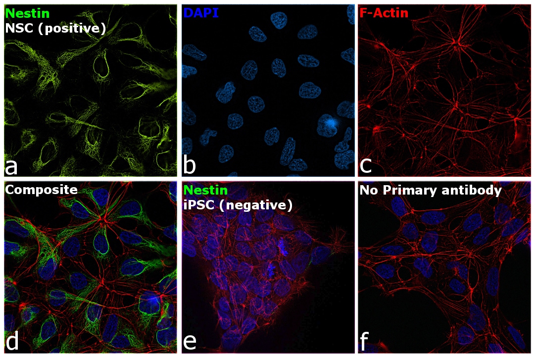 Nestin Antibody (MA5-32272)