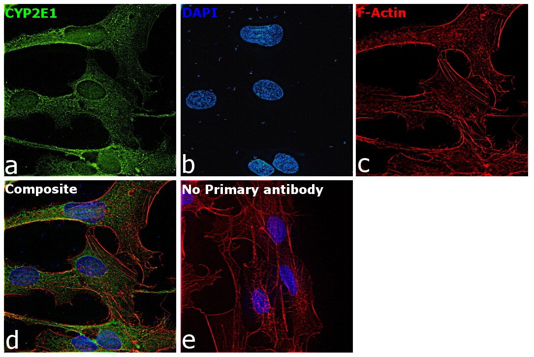 CYP2E1 Antibody (MA5-32605)