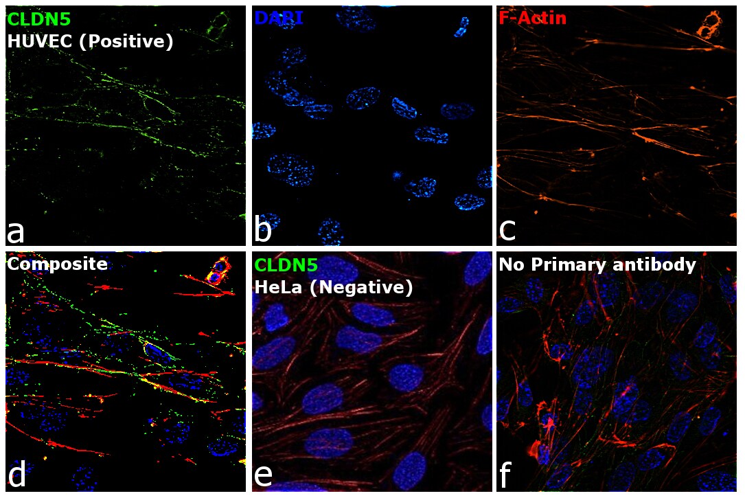 Claudin 5 Antibody (MA5-32614)