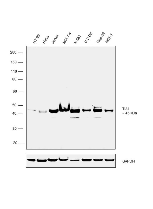 TIA-1 Antibody (MA5-32615)