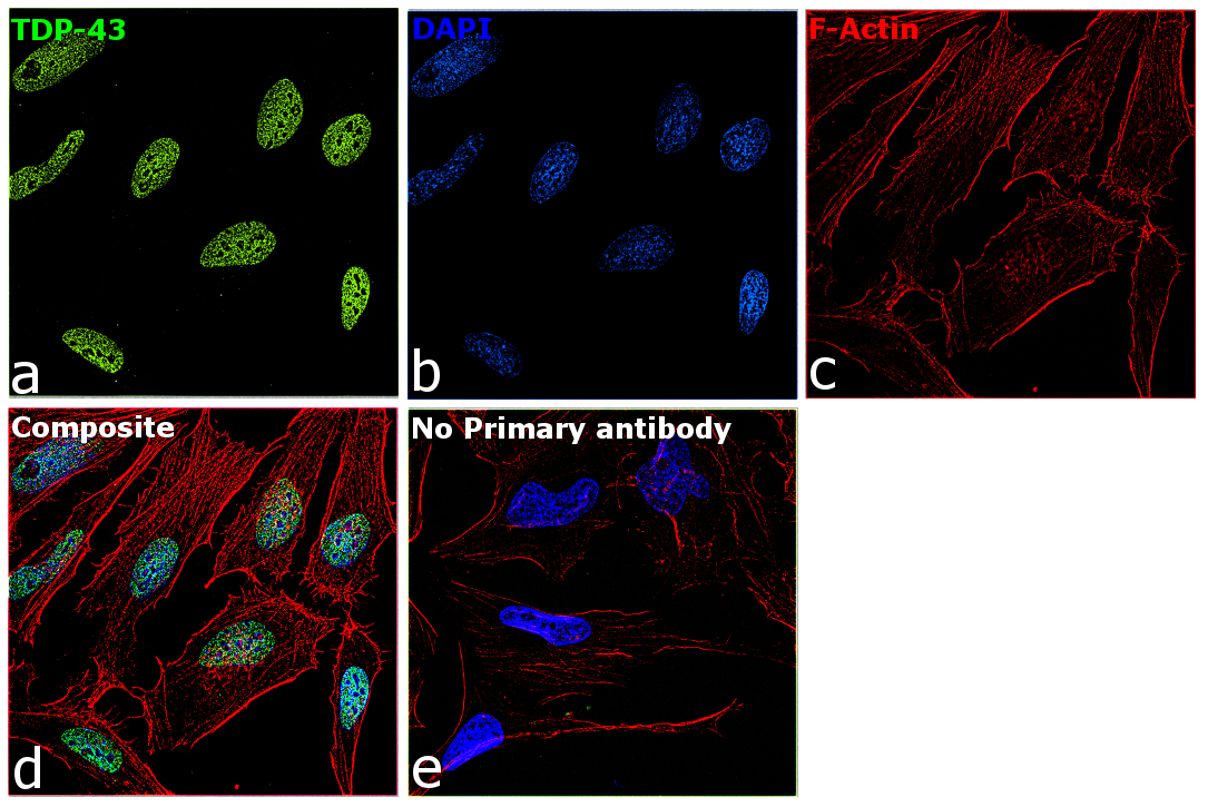 TDP-43 Antibody (MA5-32627)
