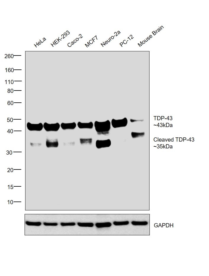 TDP-43 Antibody (MA5-32627)