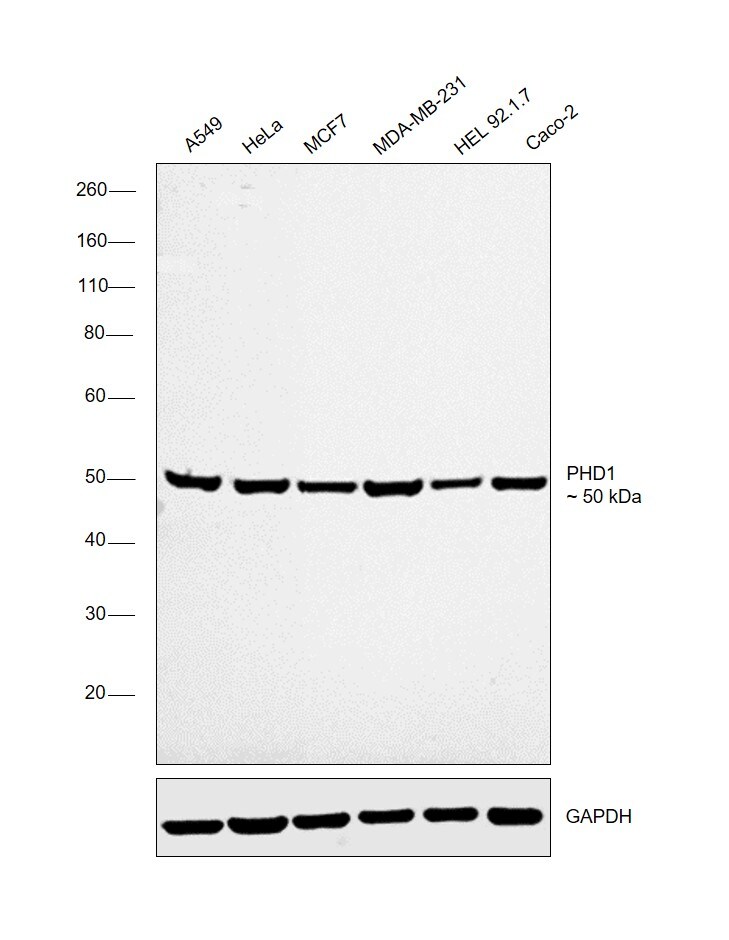 PHD1 Antibody (MA5-24853)