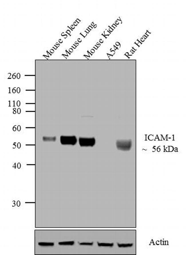 ICAM-1 Antibody (MA5407)