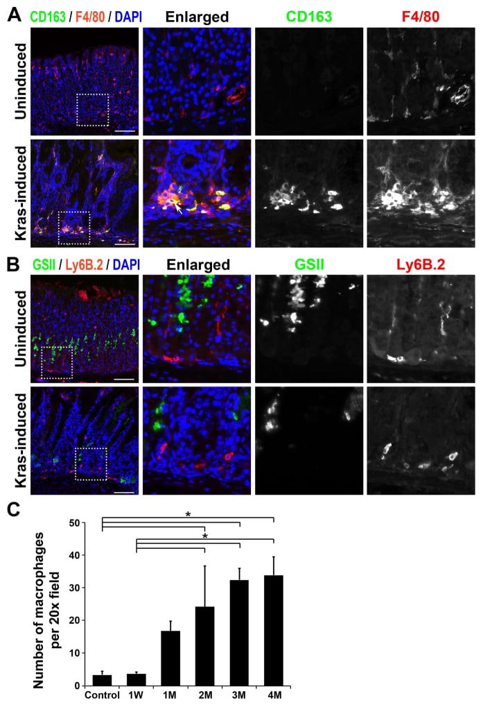 F4/80 Antibody (Monoclonal, BM8)