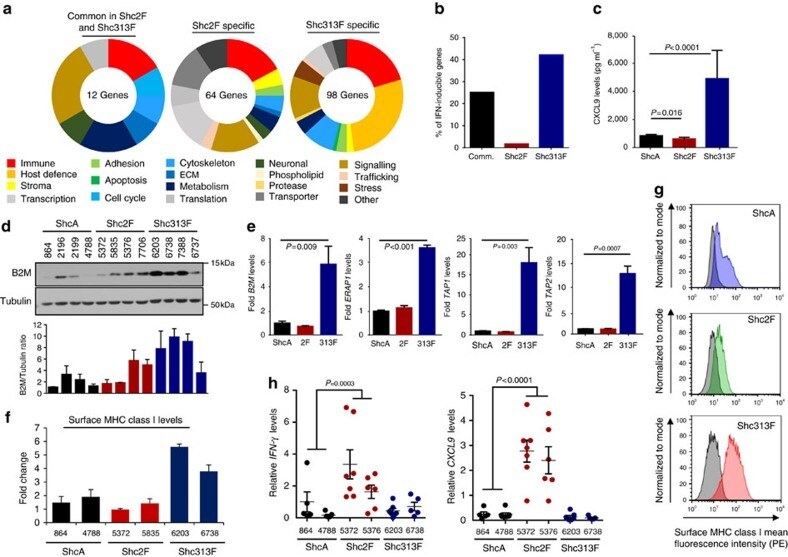 MHC Class I (H-2Db) Antibody, Functional Grade (16-5999-82)