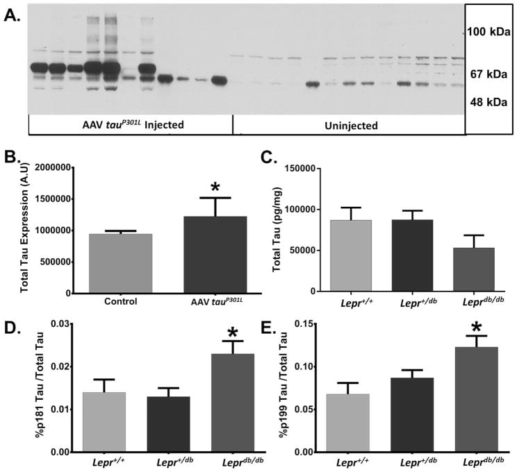 Tau Antibody (Monoclonal, HT7)