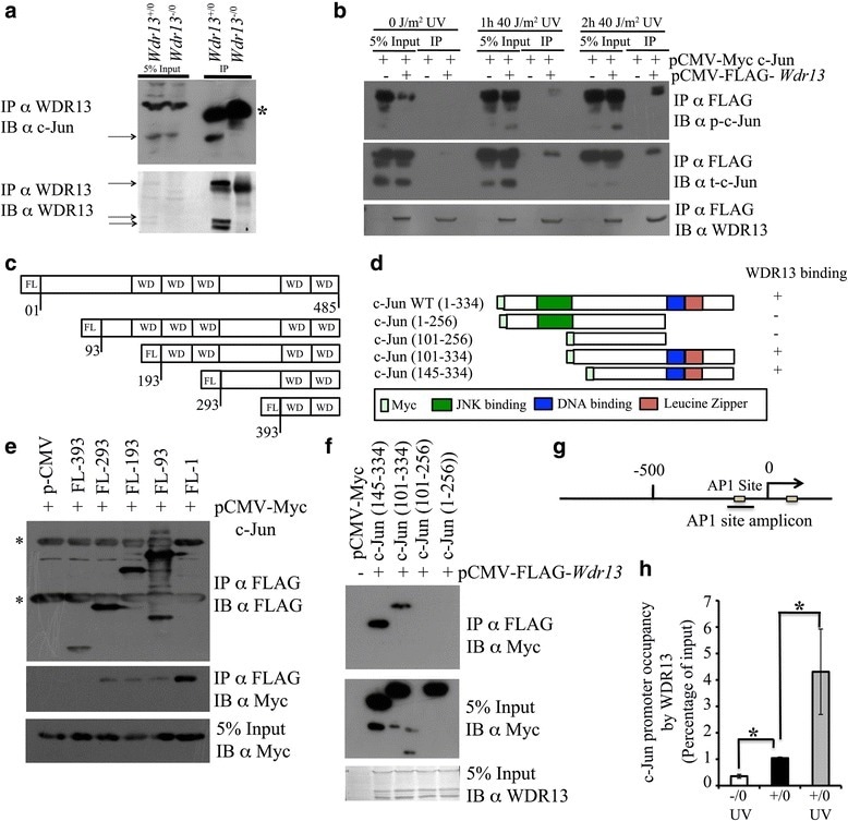 Myc Tag Antibody, HRP (R951-25)