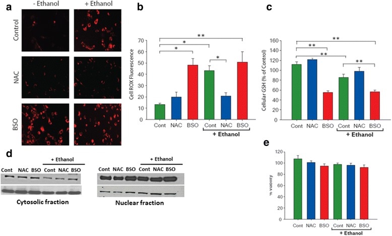 Nrf2 Antibody (PA5-27882)