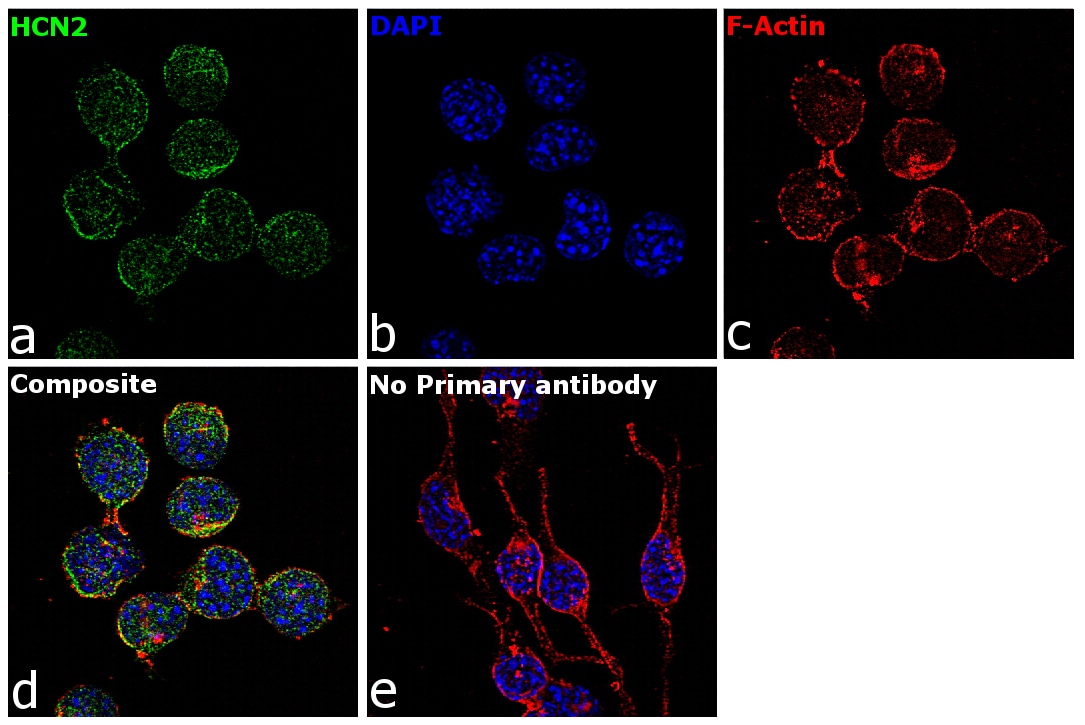 HCN2 Antibody (OSR00102W)
