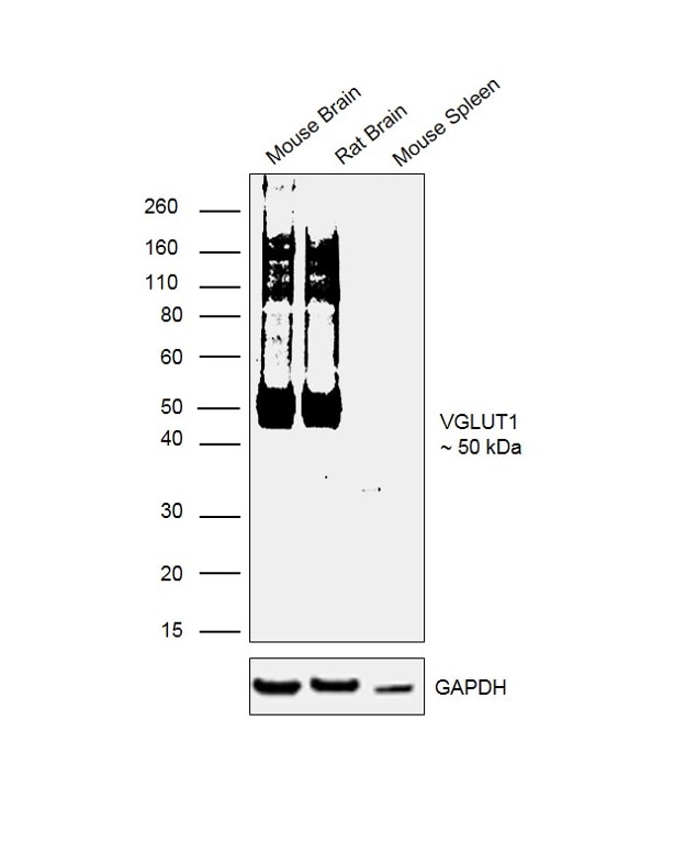 VGLUT1 Antibody (OSV00007G)