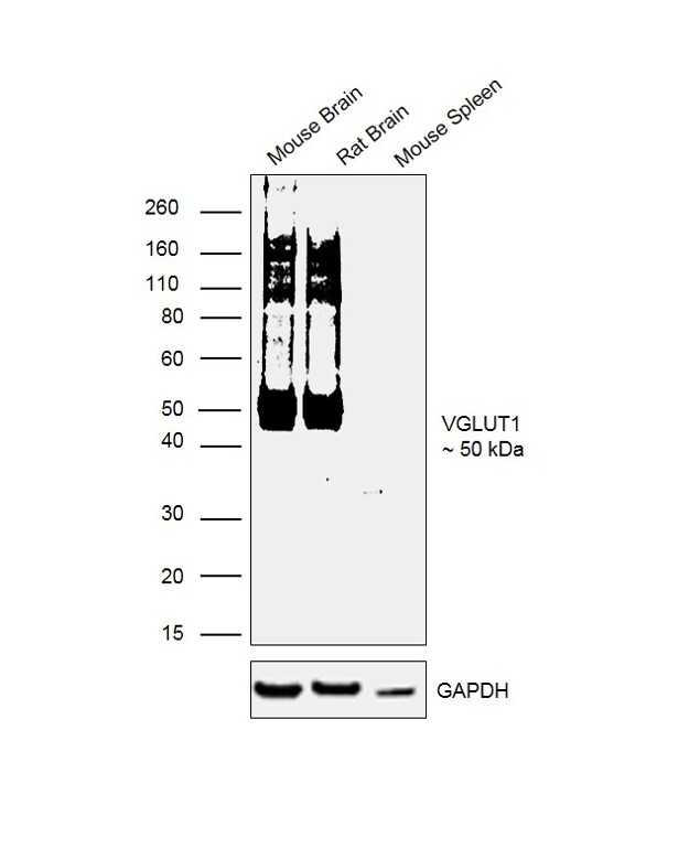 VGLUT1 Antibody (OSV00007G)