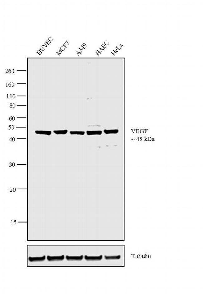 VEGF Antibody, Biotin (P802B)