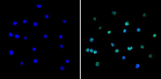 PAX5 Antibody (PA1-109)