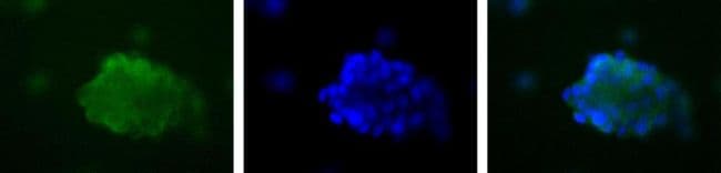 CD36 Antibody (PA1-16813)