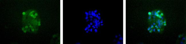 SLC7A11 Antibody (PA1-16893)