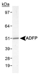 ADFP Antibody (PA1-16972)