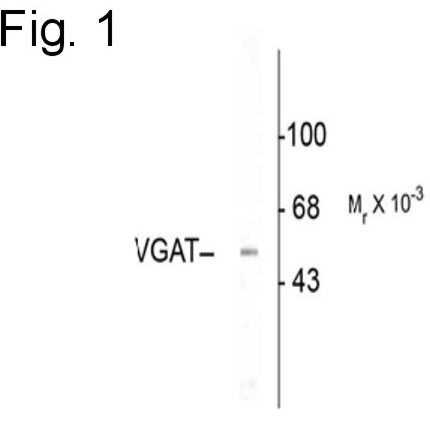 VGAT Antibody (PA1-4701)
