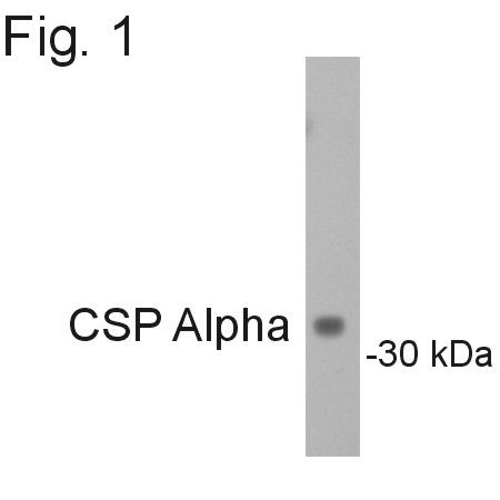 CSP alpha Antibody (PA1-776)