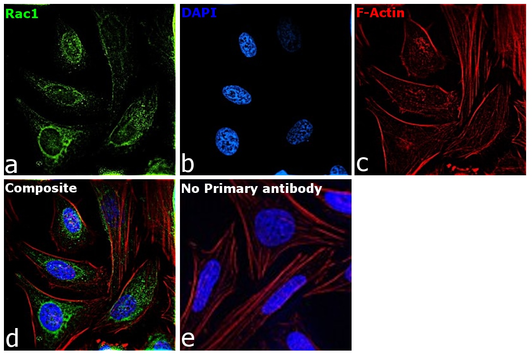 RAC1 Antibody (PA1-091)