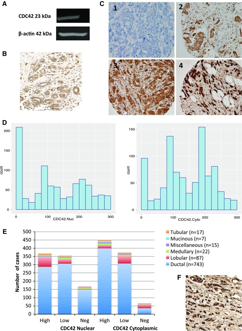 Cdc42 Antibody (PA1-092)