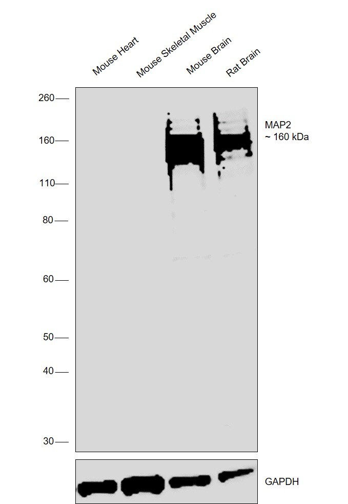 MAP2 Antibody (PA1-10005)