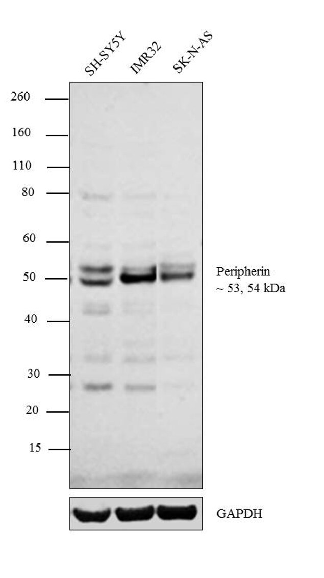 Peripherin Antibody (PA1-10018)