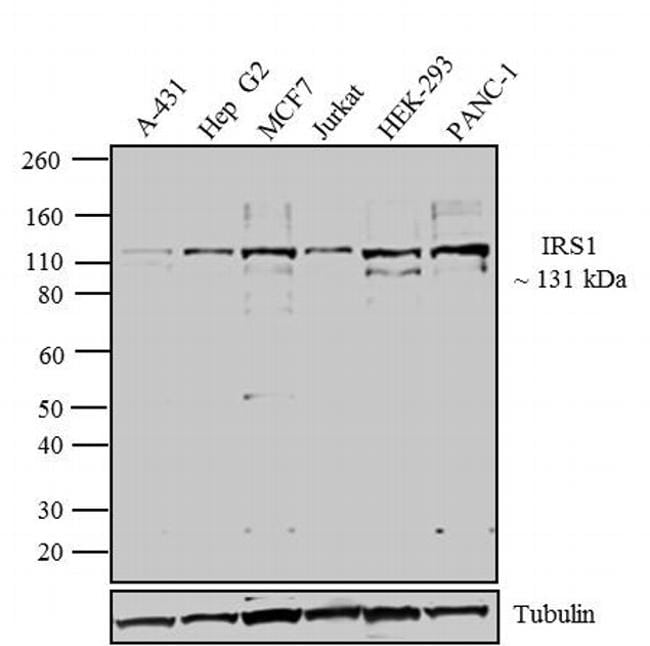IRS1 Antibody (PA1-1057)
