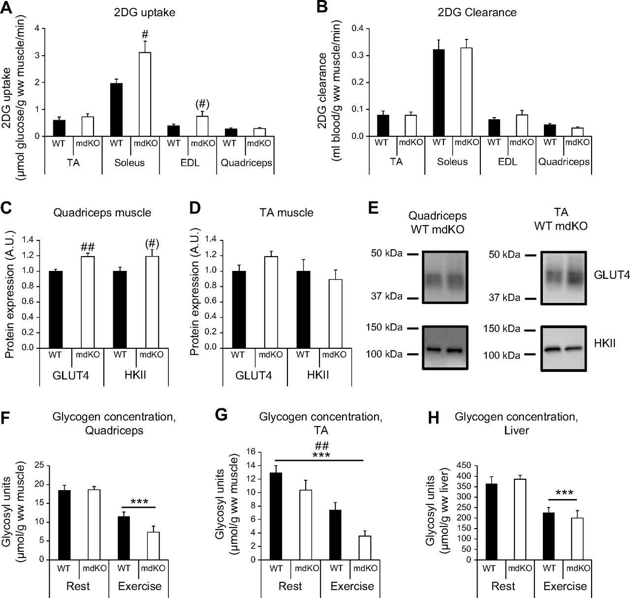 GLUT4 Antibody (PA1-1065)