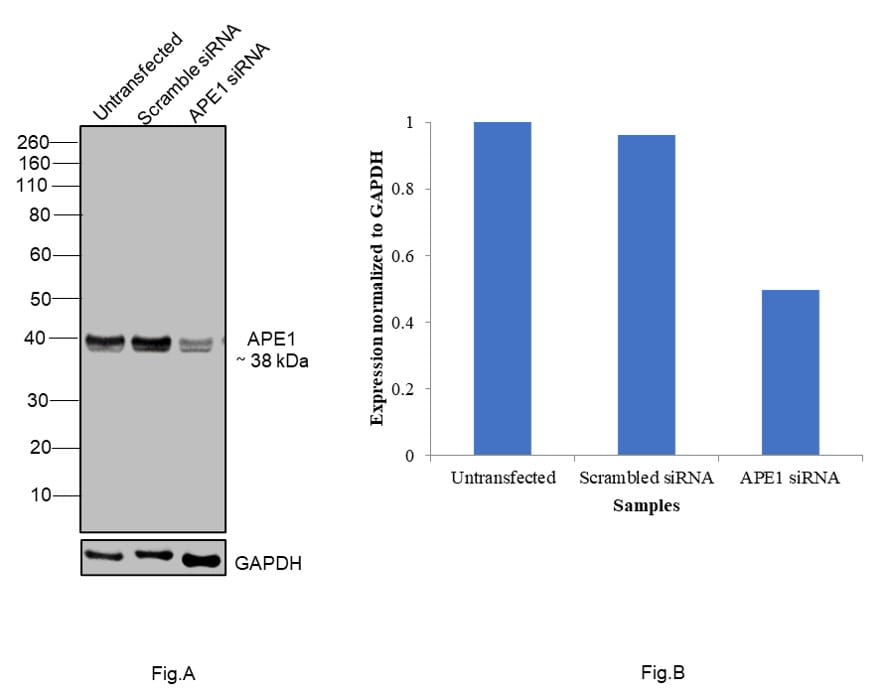 APE1 Antibody (PA1-16500)
