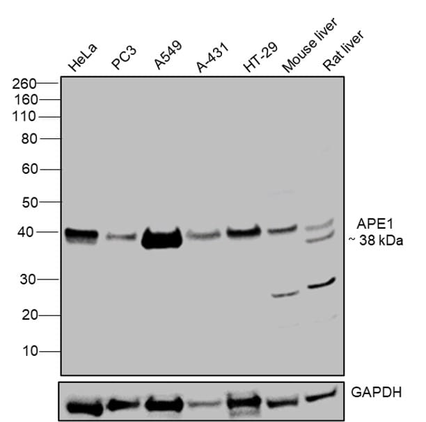 APE1 Antibody (PA1-16500)