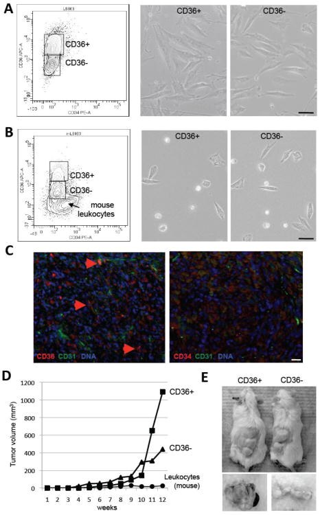 CD36 Antibody (PA1-16813)