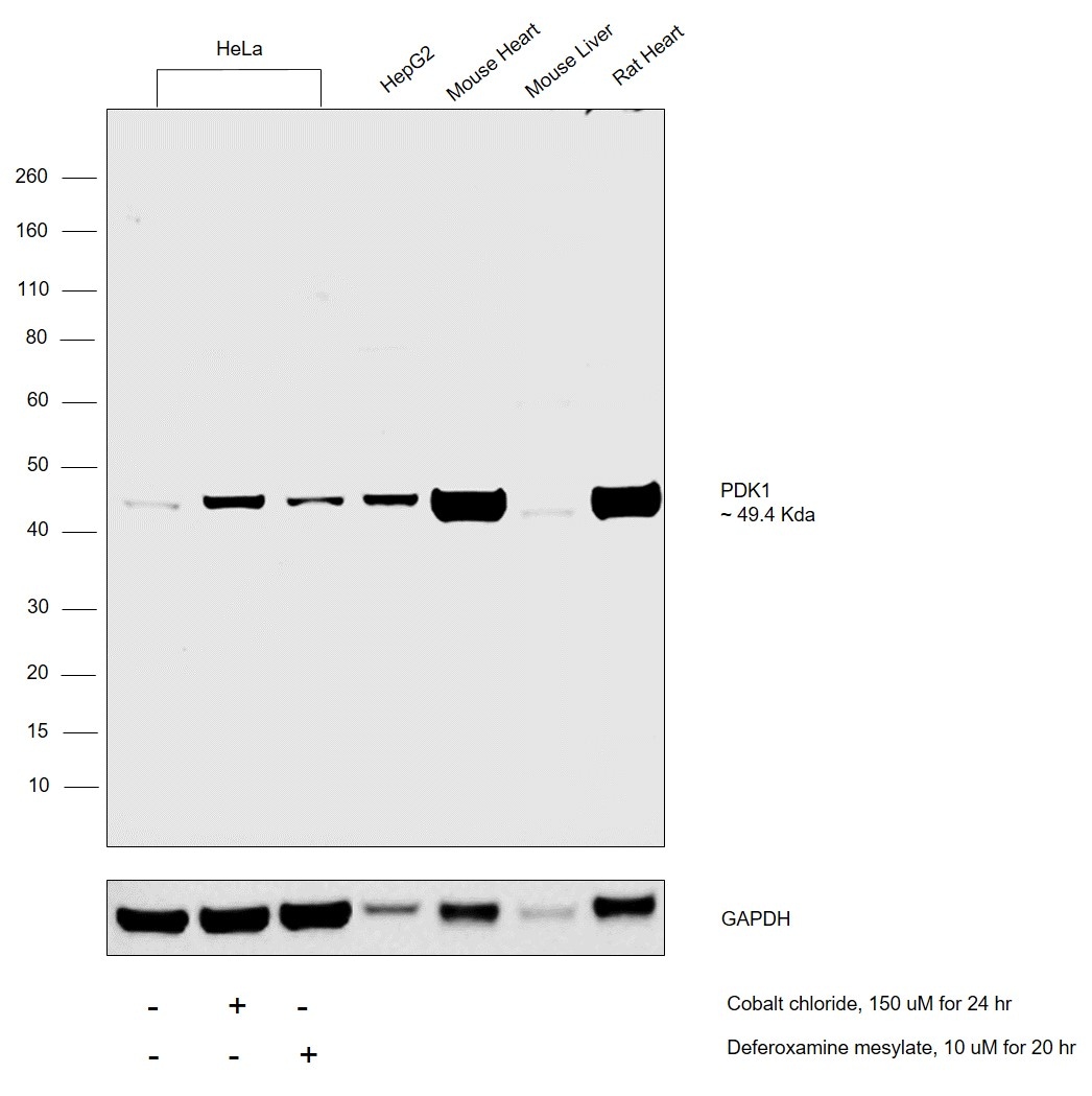 PDK1 Antibody (PA1-16945)