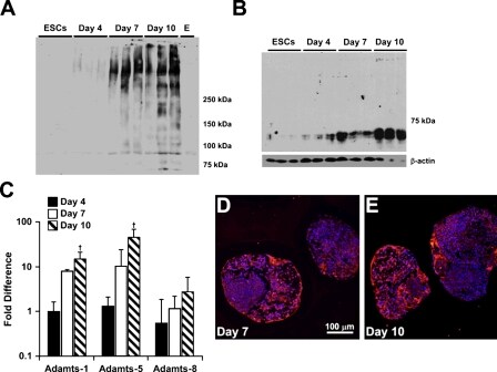 ADAMTS5 Antibody
