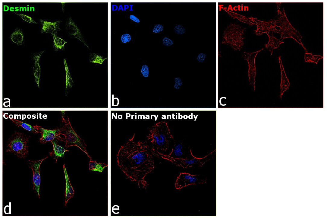Desmin Antibody (PA1-37556)
