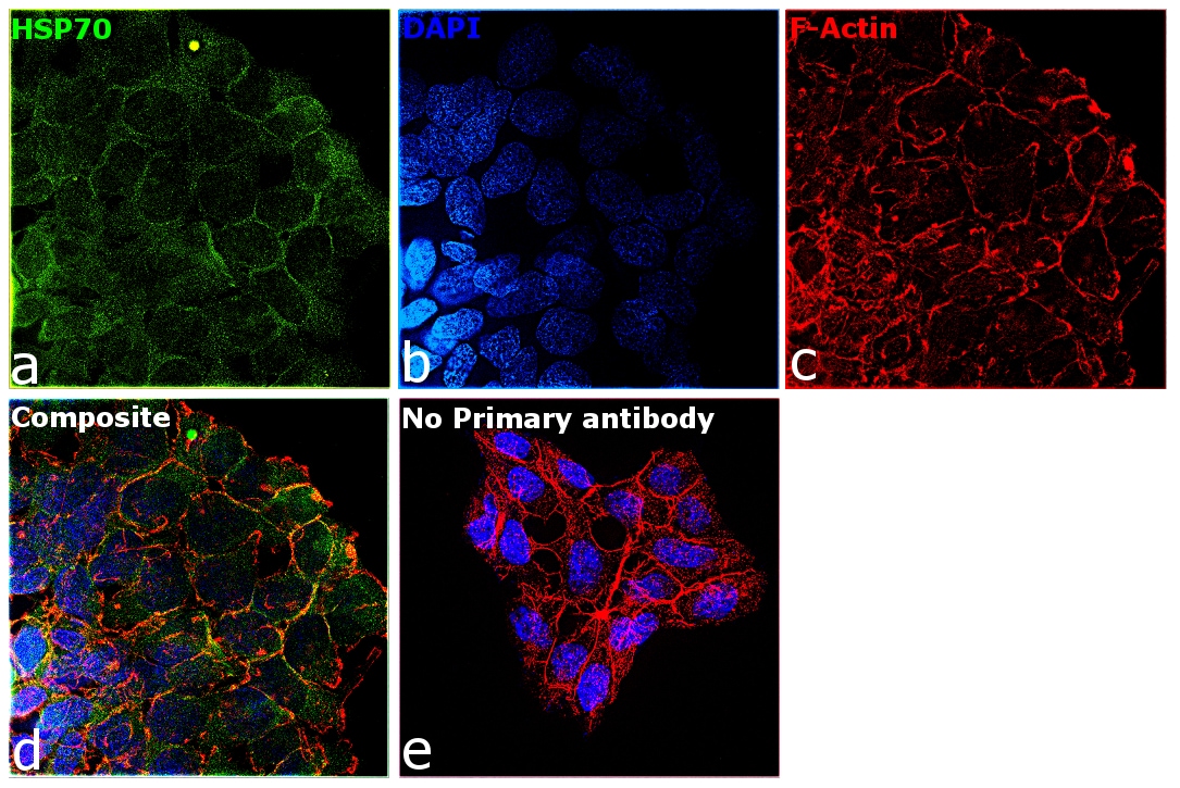 HSP70 Antibody (PA1-37842)