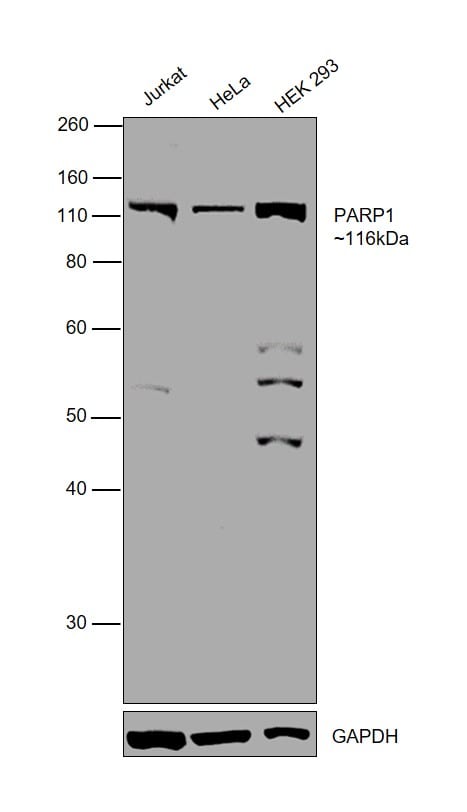 PARP1 Antibody (PA1-38414)